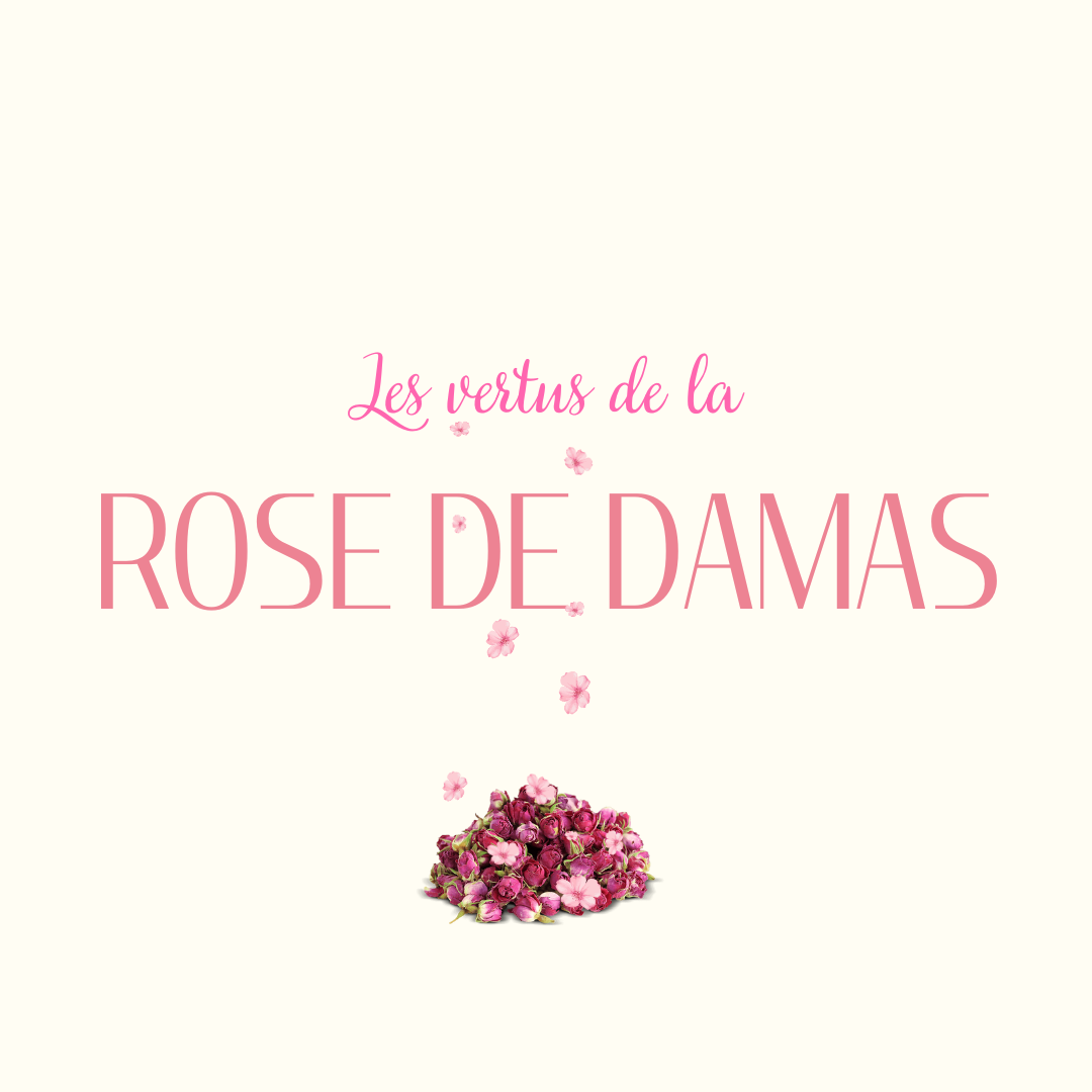 L'histoire de la rose de damas - Miss Ginger